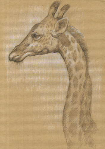 Giraffe in Graphite & White Pencil on Natural Paper Original Sketch ...
