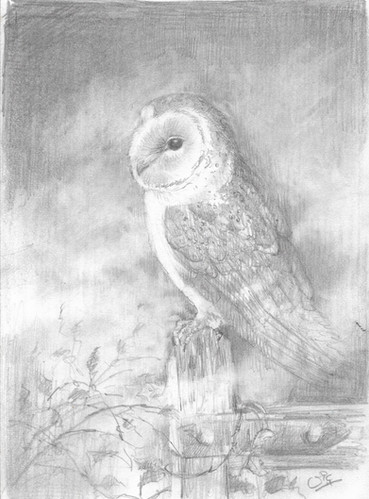 Barn Owl in Graphite Pencil - Original Drawing | vic-website-2017