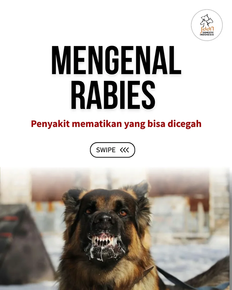 MENGENAL RABIES