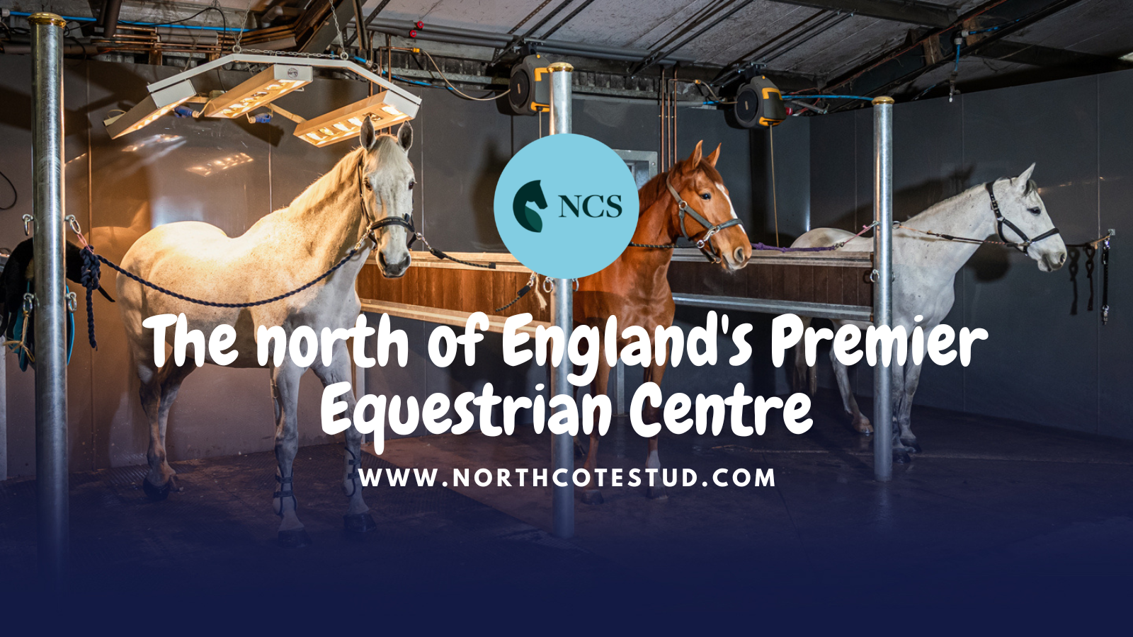 Our Horses | Northcote Stud