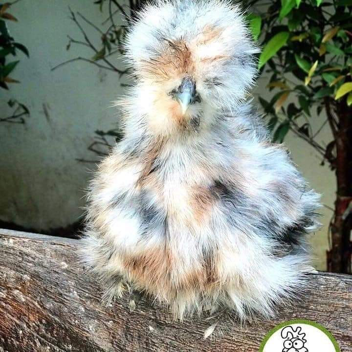 Why We Love Silkies!