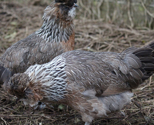 Wheaton Maran Hatching Eggs | I Love Poultry