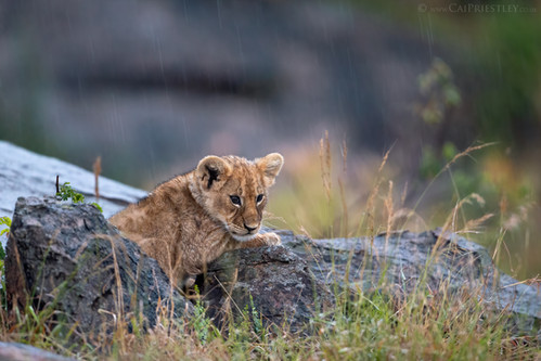 Lion Cub Rain | toothandclaw