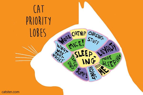 Is a cat brain like a human brain?