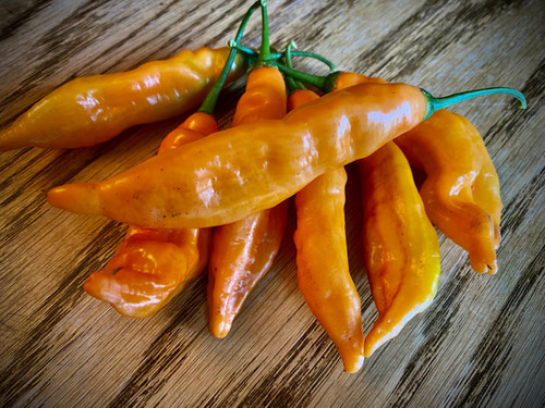 Aji Colorado Orange | SKOD Peppers
