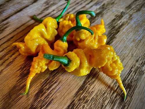 T-Rex Yellow | SKOD Peppers