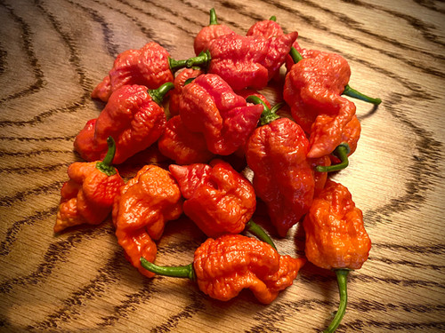 Red Ghost | SKOD Peppers