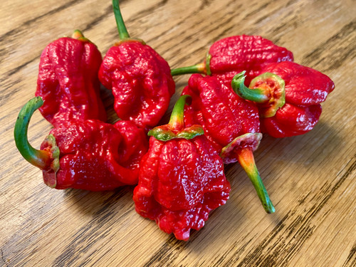 Orka Red F5 ® SKOD Peppers | SKOD Peppers