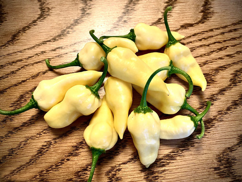 Jolokia White | SKOD Peppers