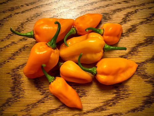 7 POD Orange | SKOD Peppers