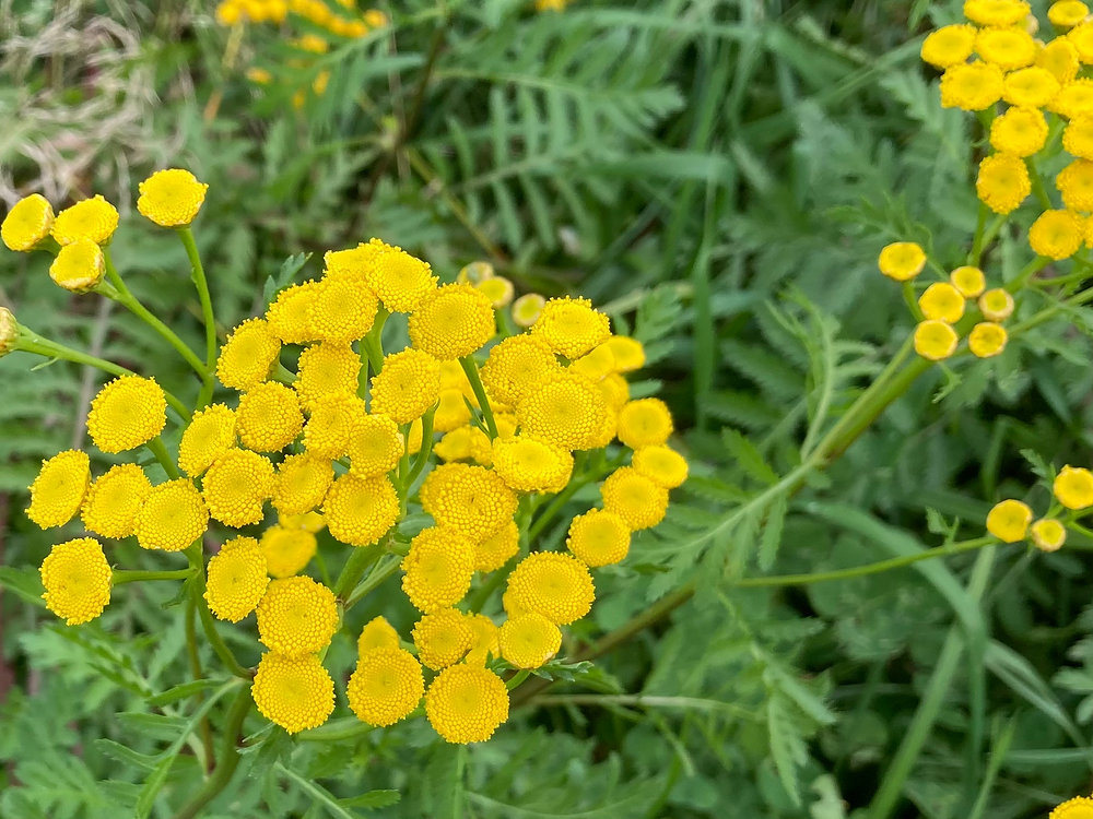 Too Much Tansy?