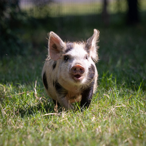 Louvre - Tapeka Kunekune Piglet Gilt | Halbert Farm
