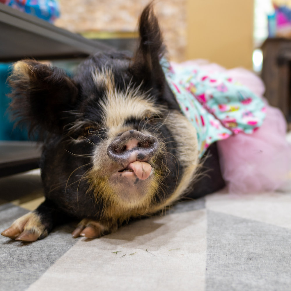 Can I have a single pig as a pet?