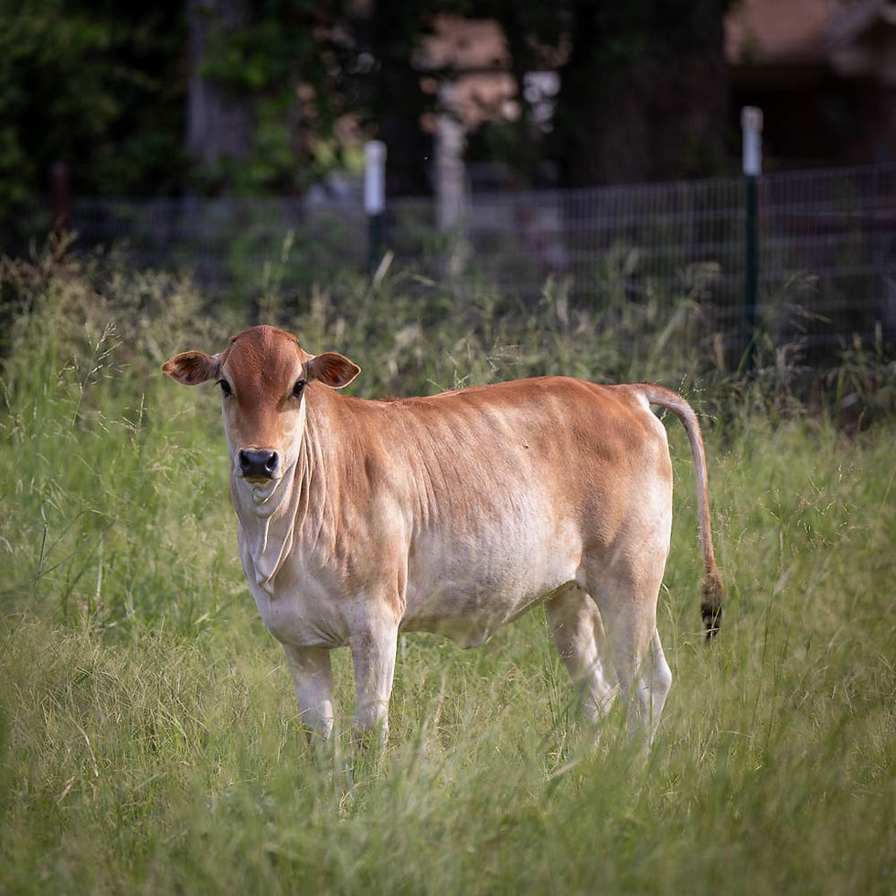 Miniature Zebu Cattle | Halbert Farm | Texas
