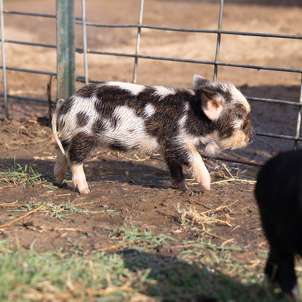 Kunekune Piglets | Halbert Farm