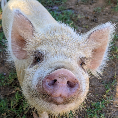 "Chopper" - Halbert Farm Boris 5 | Halbert Farm