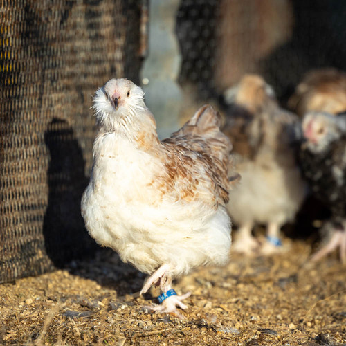 Salmon Faverolle Pullets | Halbert Farm