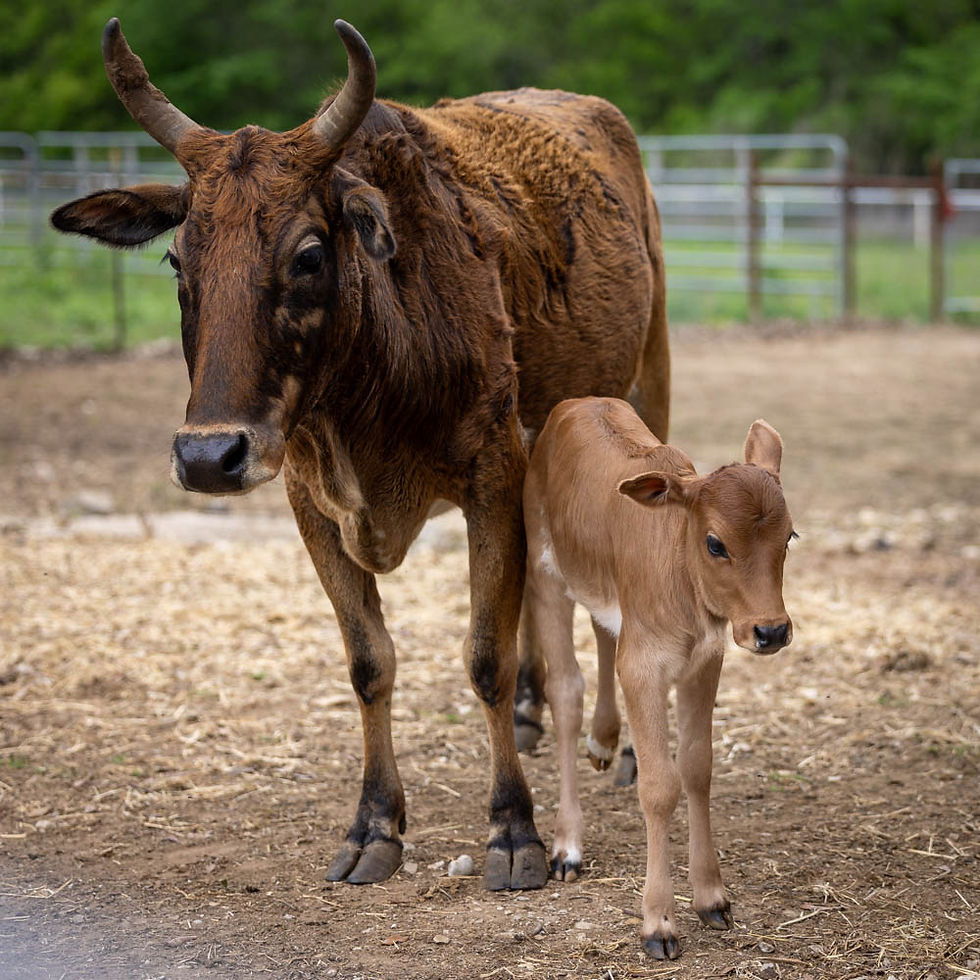 Mini Zebu Cows | Halbert Farm