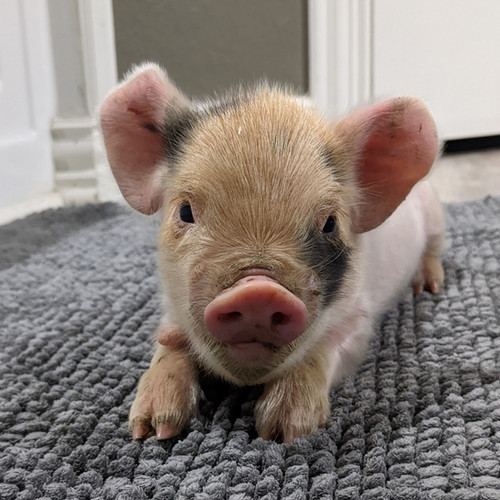 "Sage" - Halbert Farm Aria Giana 1 | Halbert Farm