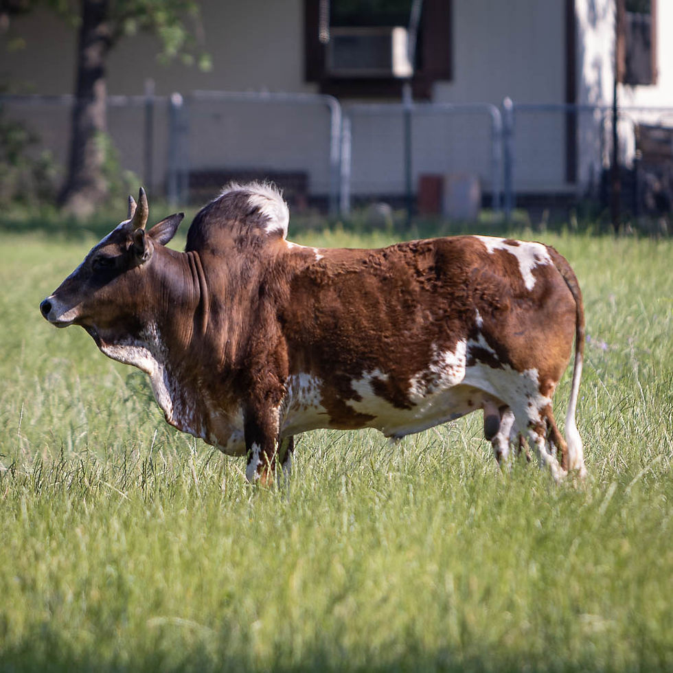 Miniature Zebu Cattle | Halbert Farm | Texas