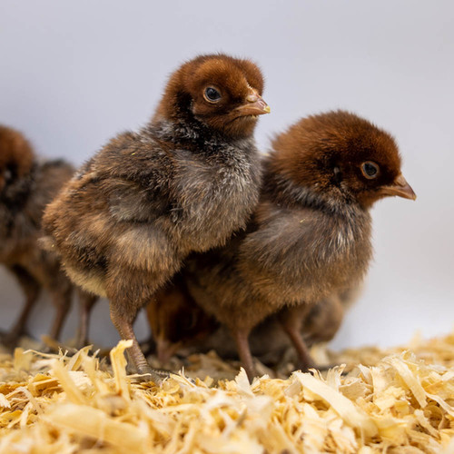 Egyptian Fayoumis Chicks | Halbert Farm