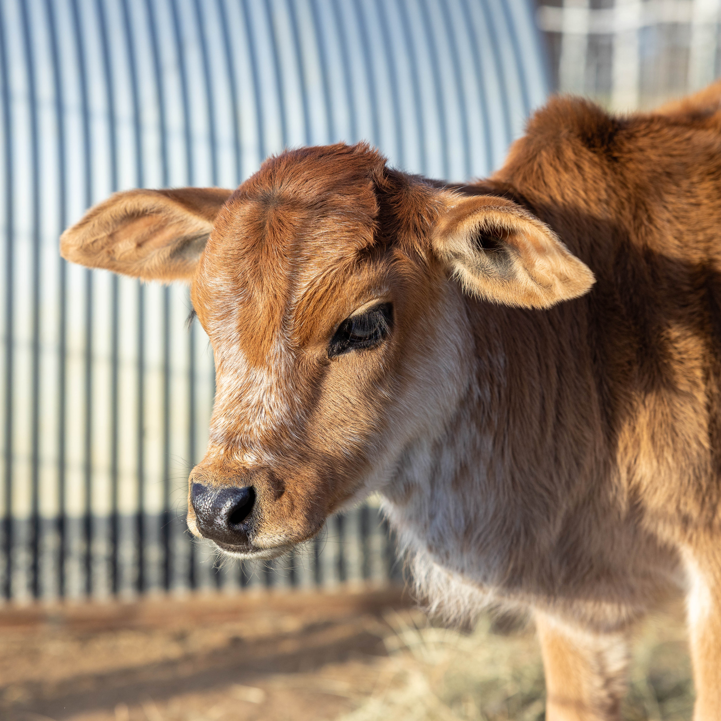 Discover Miniature Zebu Cows