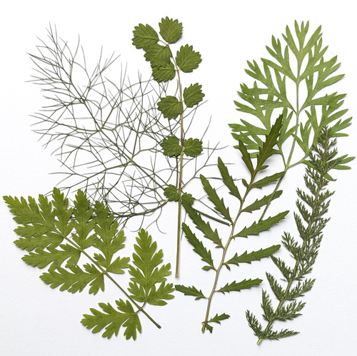 6 Pressed Dried Edible Mixed Leaves | Floracle | Dried Edible Flowers ...