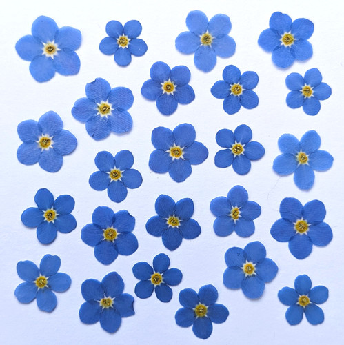 24 Pressed Dried Edible Blue Forget me not Flowers | Floracle | Dried ...