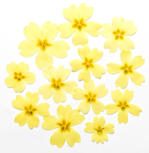 12 Pressed Dried Edible Yellow Primrose Flowers | Floracle | Dried ...