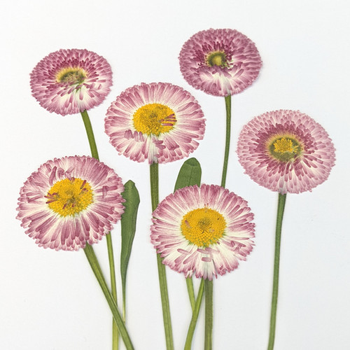 6 Pressed Dried Edible Pink Bellis Daisy Flowers with Stems | Floracle ...