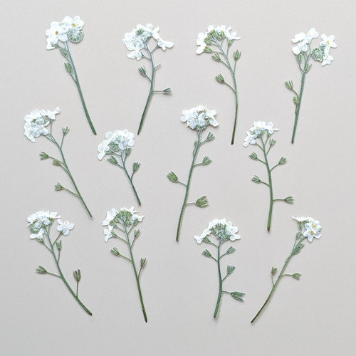 12 Pressed Dried Edible White Forget me not Flowers with Small Stems ...