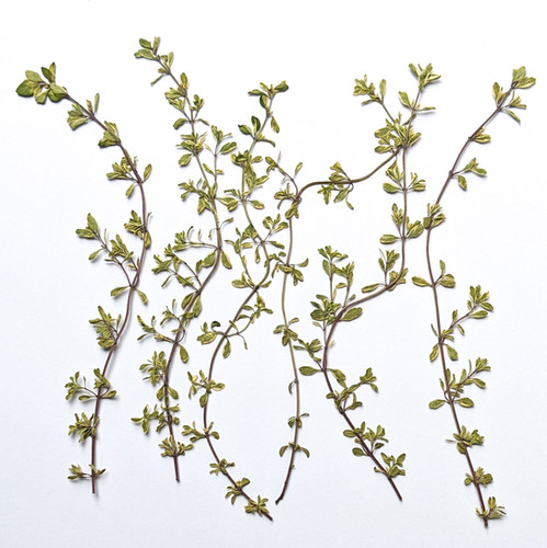 6 Pressed Dried Edible Variegated Thyme Stems | Floracle | Dried Edible Flowers | Cakes ...