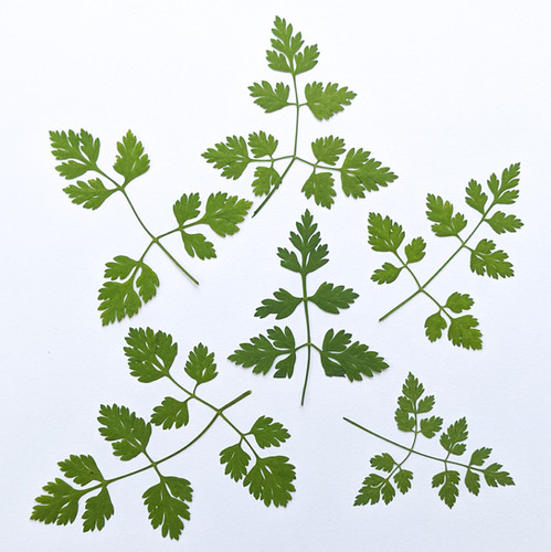 6 Pressed Dried Edible Chervil Leaves | Floracle | Dried Edible Flowers ...