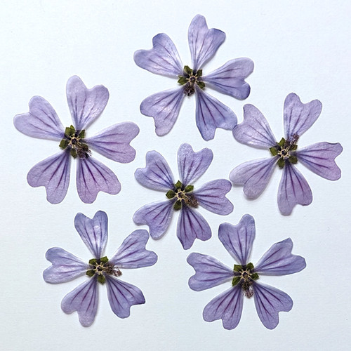 6 Pressed Dried Edible Common Mallow Flowers | Floracle | Dried Edible ...
