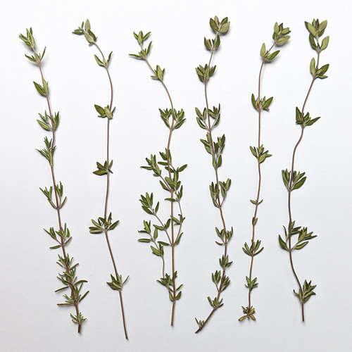 6 Pressed Dried Edible Thyme with Long Stems | Floracle | Dried Edible Flowers | Cakes ...