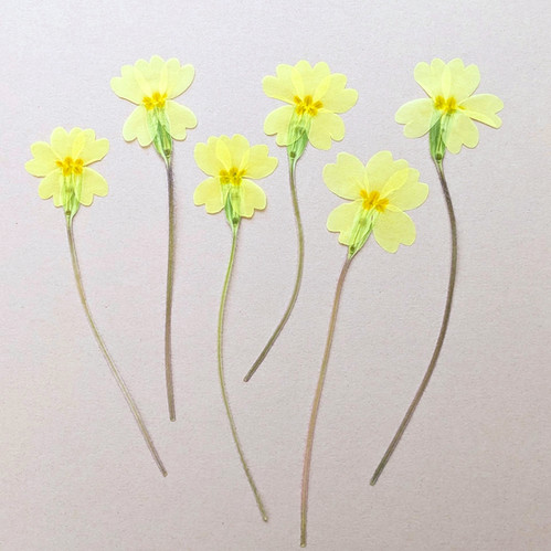 6 Pressed Dried Edible Yellow Primrose Flowers with Stems | Floracle ...