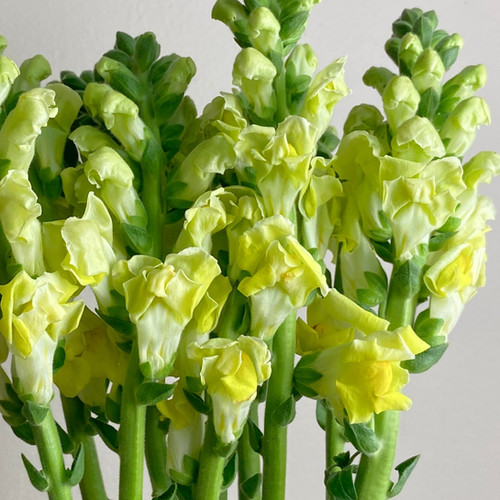 Snapdragons Yellow | TR The Flower Depot