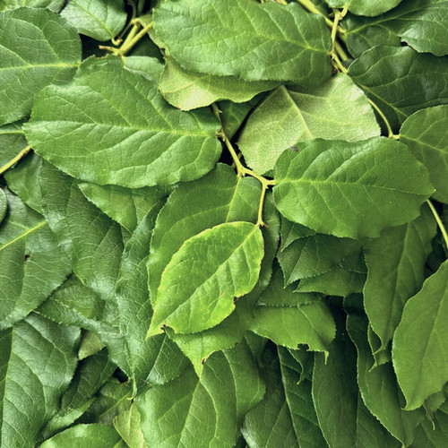 Salal Tip Greenery | TR The Flower Depot