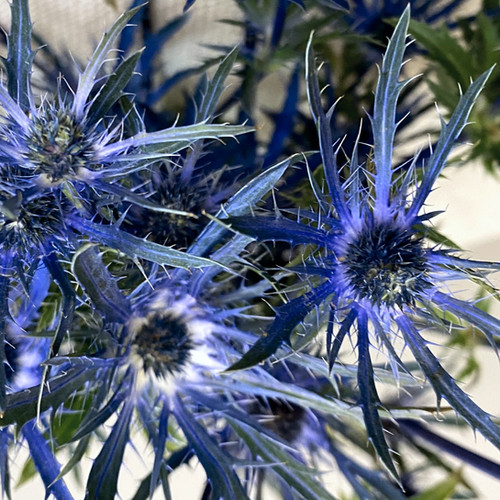 Blue Thistle | TR The Flower Depot