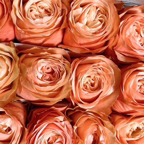 Peach Roses Kahala | TR The Flower Depot