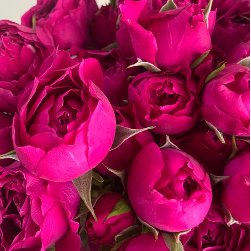 Spray Roses Hot Pink | TR The Flower Depot