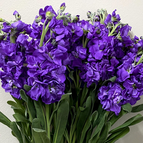 Stock Flower Purple | TR The Flower Depot