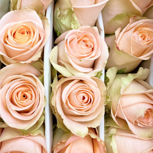 Peach Roses Tiffany | TR The Flower Depot