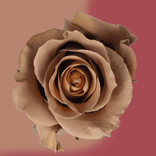 Toffee Rose | TR Flower Wholesaler