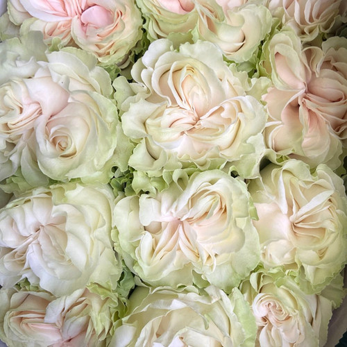 Roses Cotton X-pression | TR The Flower Depot