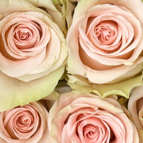 Light Pink Roses Salma | TR The Flower Depot