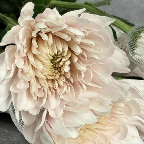 Chrysanthemums Linette | TR The Flower Depot