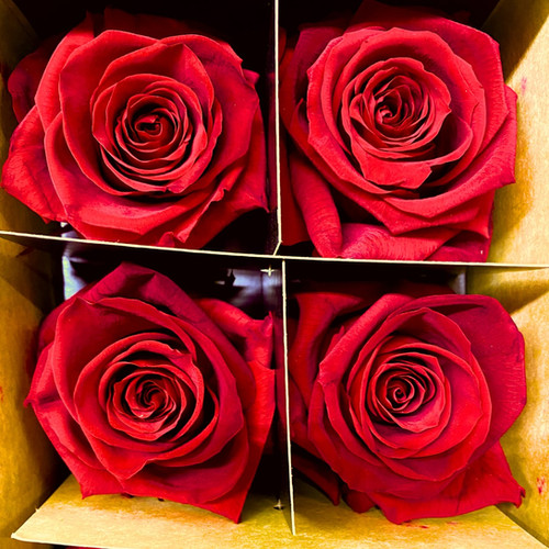Forever Roses Red | TR The Flower Depot