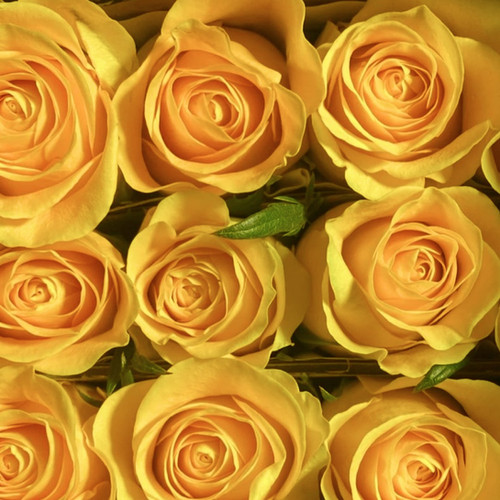 Natural Yellow Roses | TR The Flower Depot