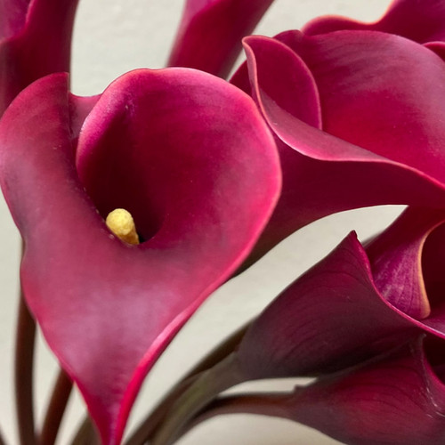Calla Lily Mini Red Majestic | TR The Flower Depot